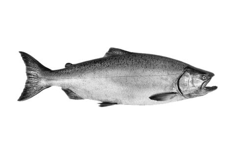 SPRING/CHINOOK SALMON | Scarlet Point Seafoods Ltd.
