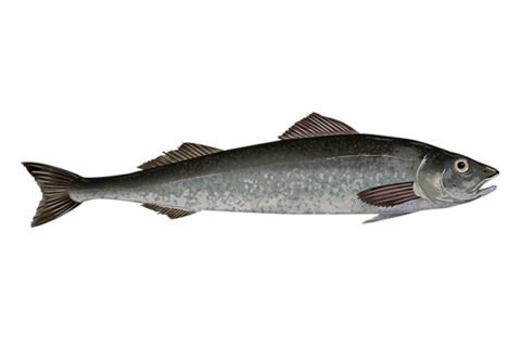 WILD BLACK COD | Scarlet Point Seafoods Ltd.